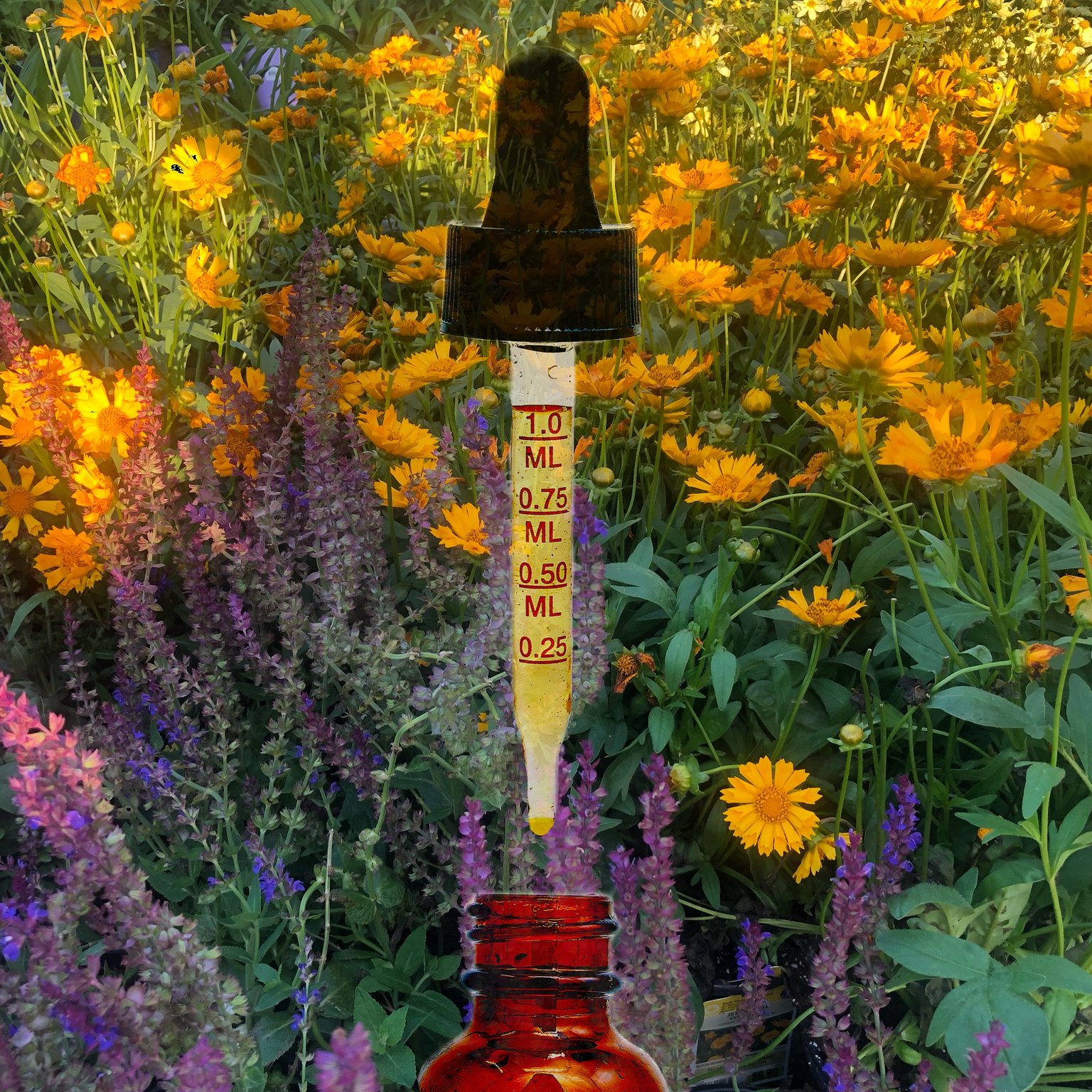 What's an adaptogen and what are the benefits? | TONIC CBD